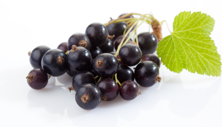 RIZNICA VITAMINA: ČAJ OD CRNE RIBIZLE - Magično Bilje